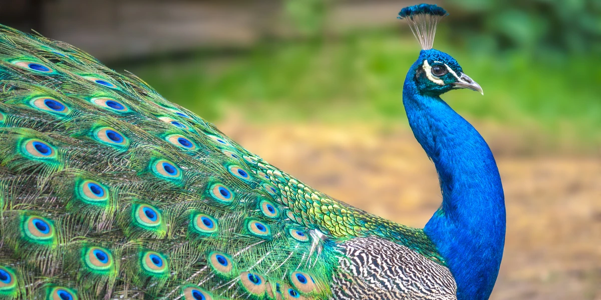 The Peacock: An In-Depth Look at the Spirit Animal - LovenHeal